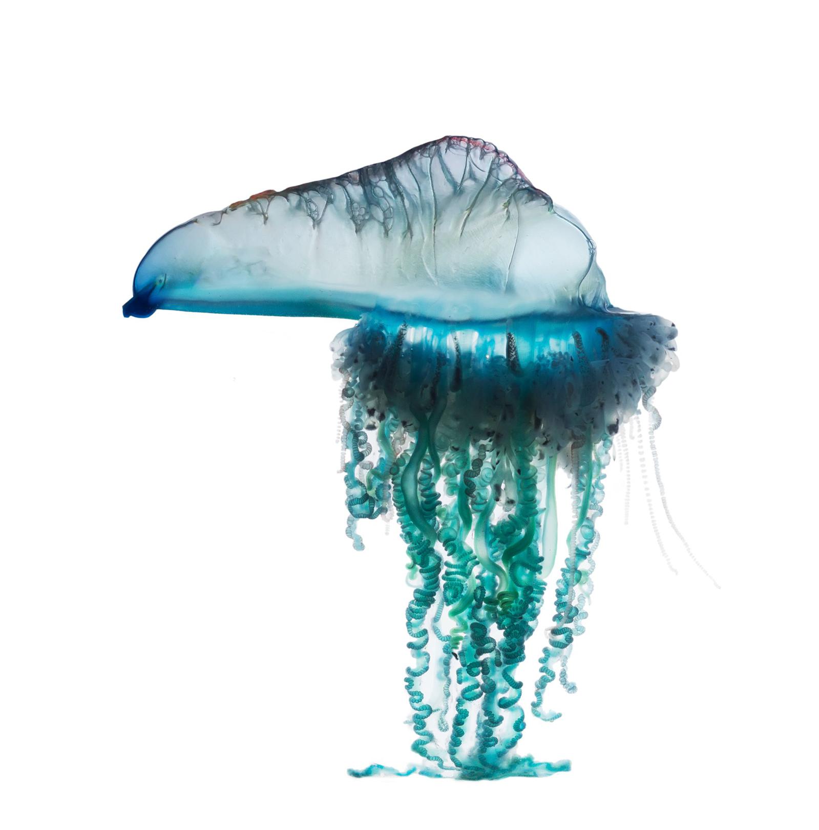 Biooui | Essential Biology for Entrance I [Live Zoom 2022]