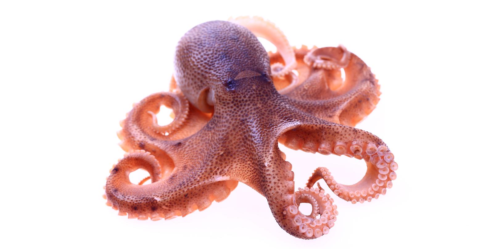 Biooui | [2309311] Marine Invertebrate Zoology